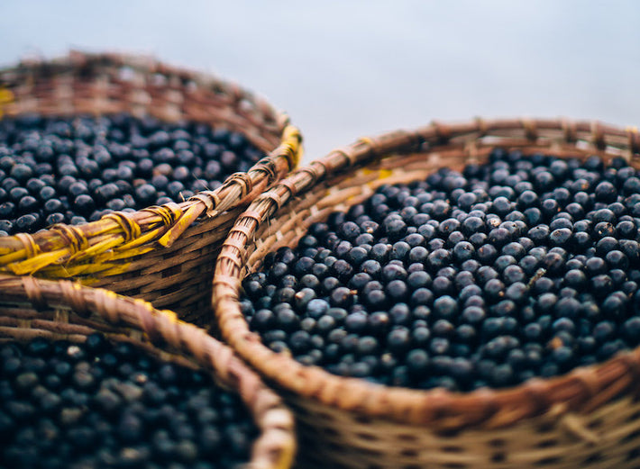 What is Acai? Health & Nutritional Benefits of Acai Berries | SAMBAZON