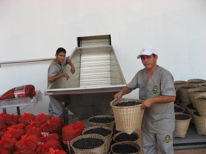 What is Acai? Health & Nutritional Benefits of Acai Berries | SAMBAZON